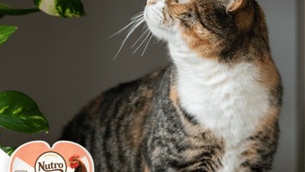 Dog Food | Cat Food | Pet Treats - NUTRO™