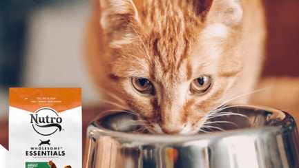 Dog Food | Cat Food | Pet Treats - NUTRO™