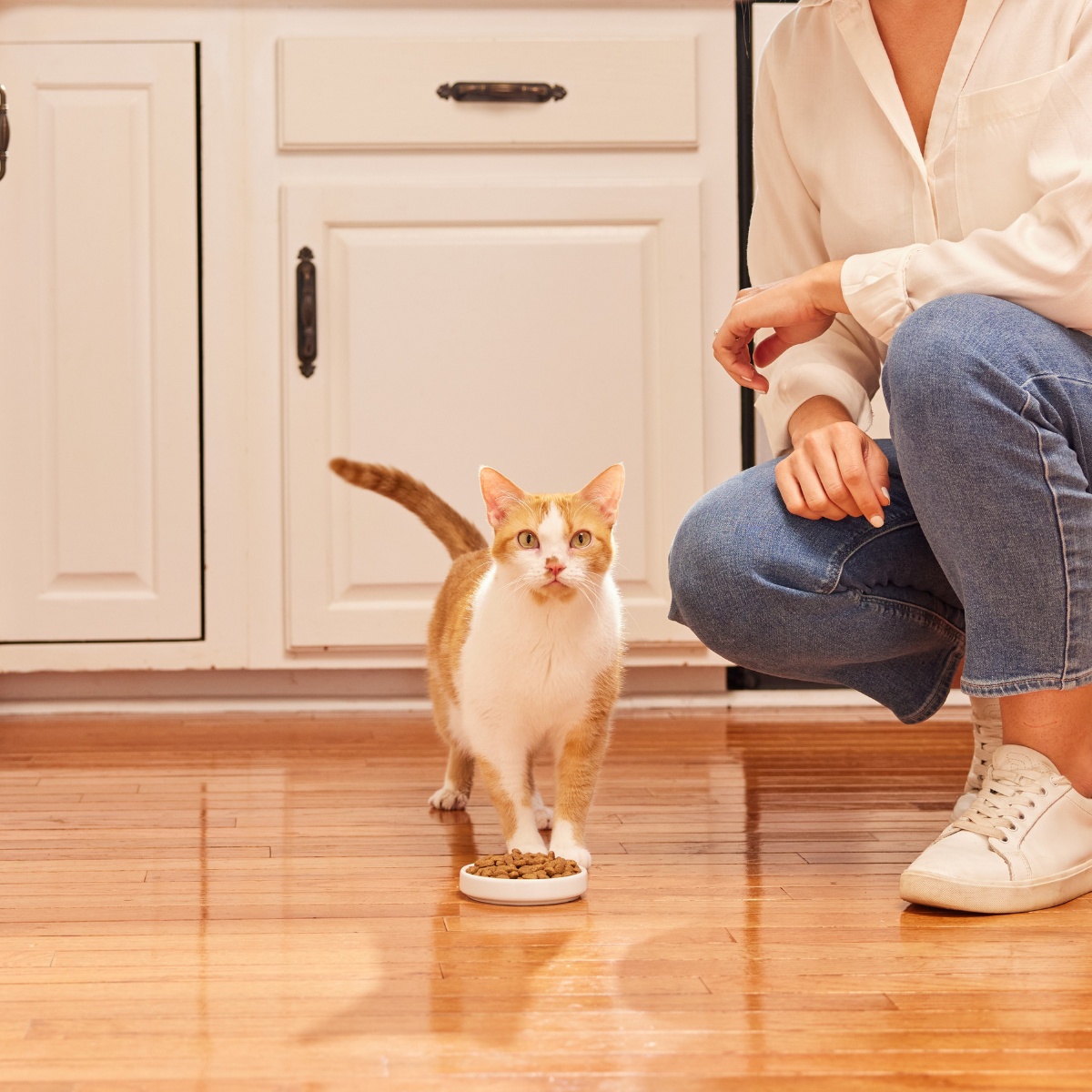Resources And Articles For Dogs And Cats | NUTRO™
